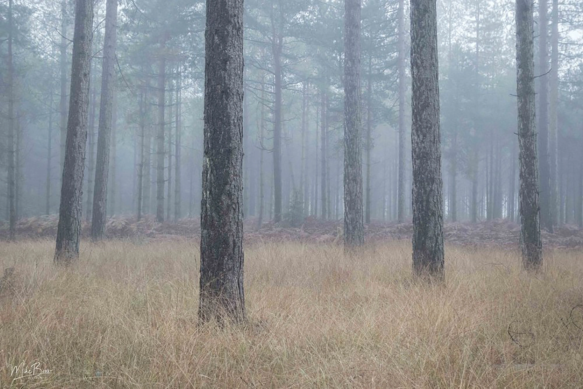 Mike Boss | Featured Artists | Pixsy