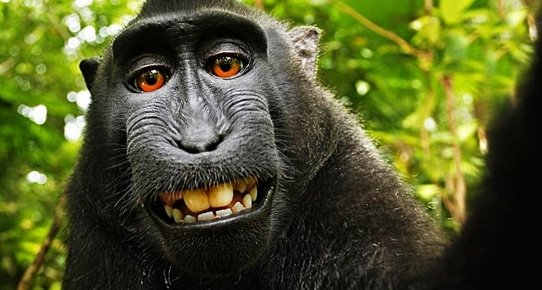 The "monkey selfie" saga is FINALLY over | Pixsy