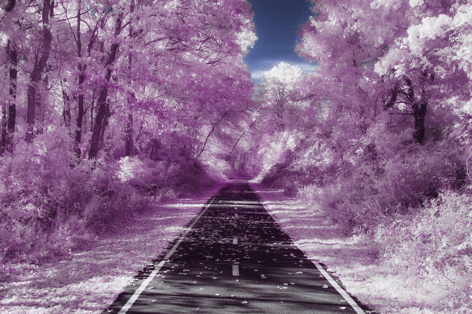 The Beginner’s Guide To Infrared Photography | Pixsy