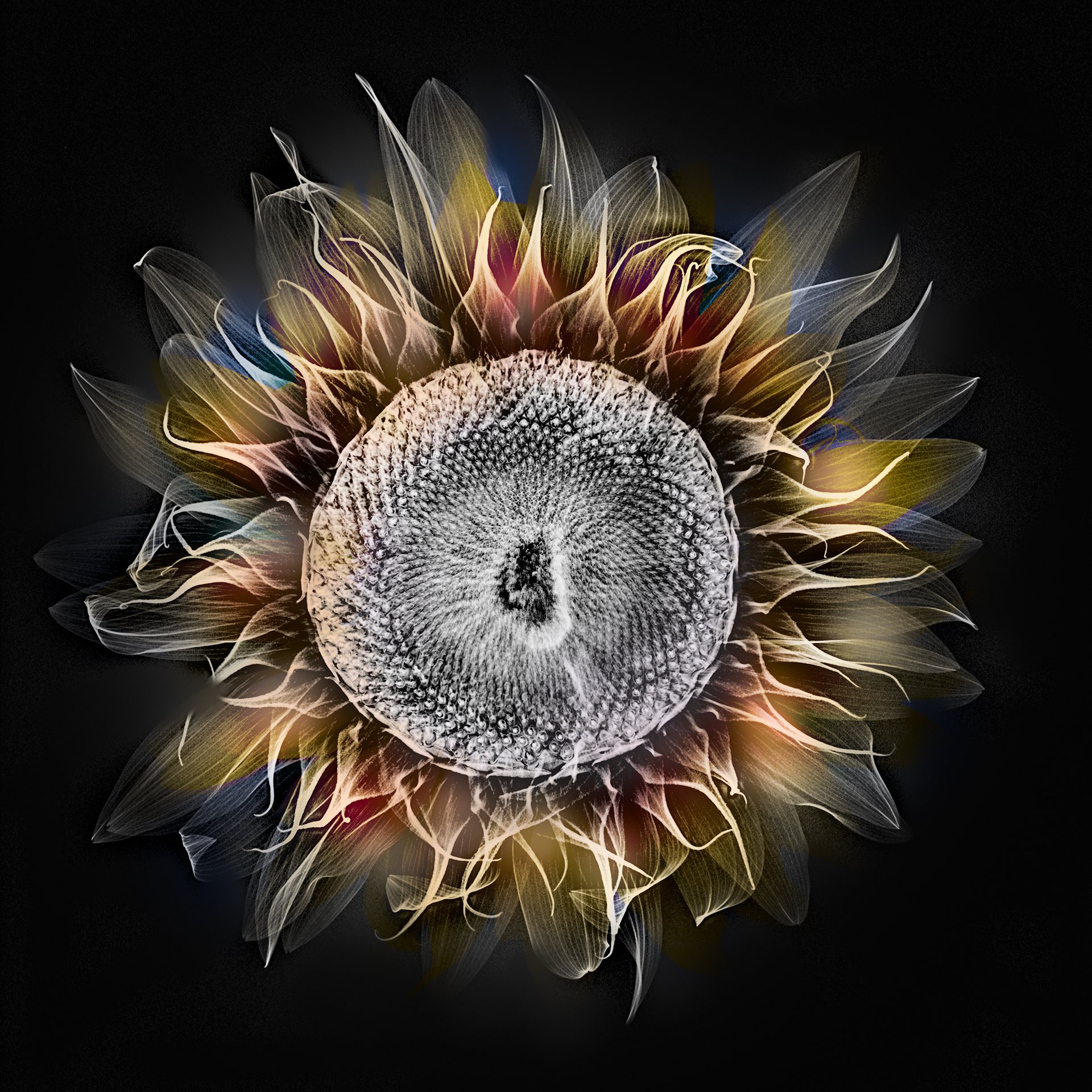 Radiating Beauty: X-Ray Fusion Photography - Pixsy | Pixsy