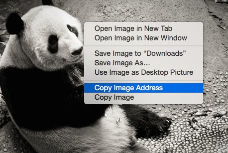 How do I find a photo URL? | Pixsy