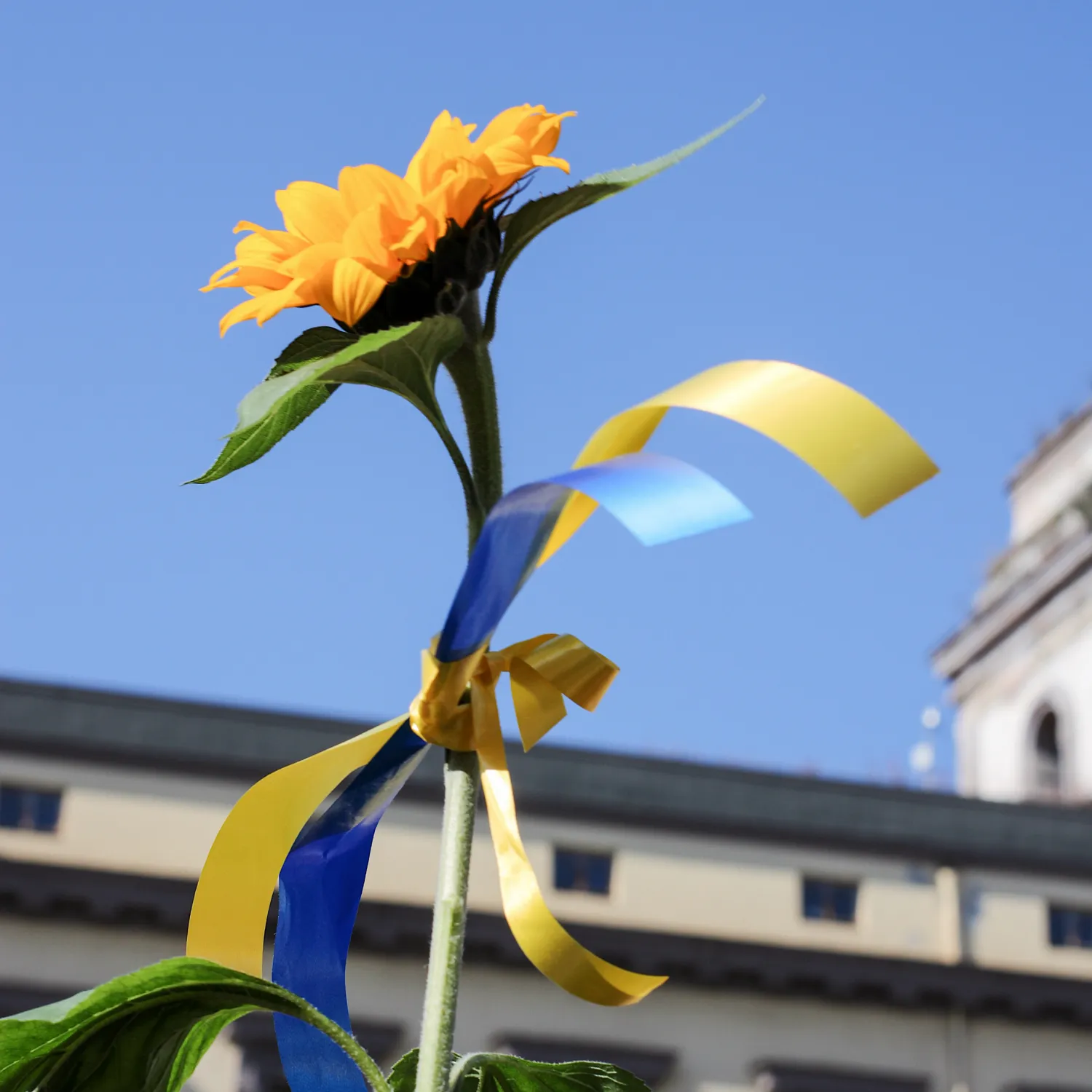 A complete guide to Month of Service | Goodera