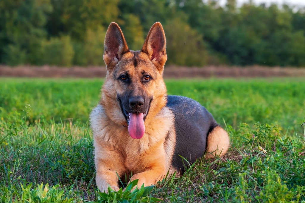 Are German Shepherds Intimidating