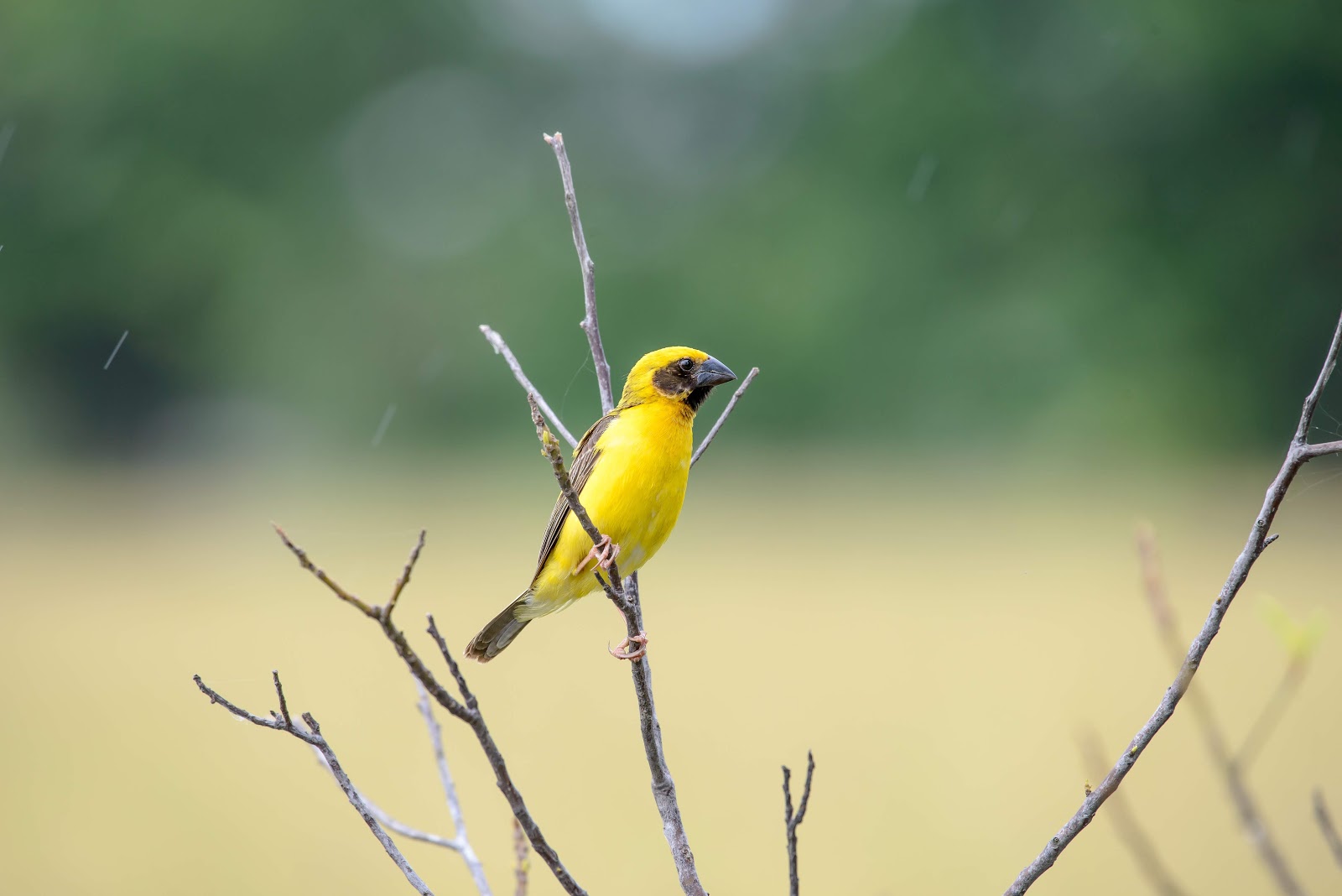 Endemic & Endangered Myanmar Birds Watching Guide
