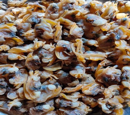 Dried Clams - Tanintharyi