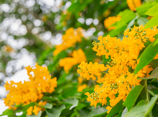 Thingyan Water Festival of Myanmar