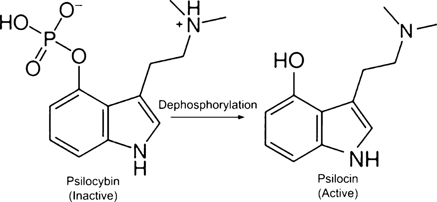 Psilocybin vs. Psilocin