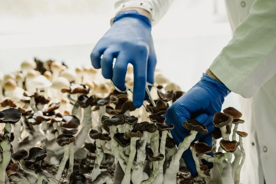 Psilocybin, Psychedelic Compound in Magic Mushrooms, Shown Effective ...