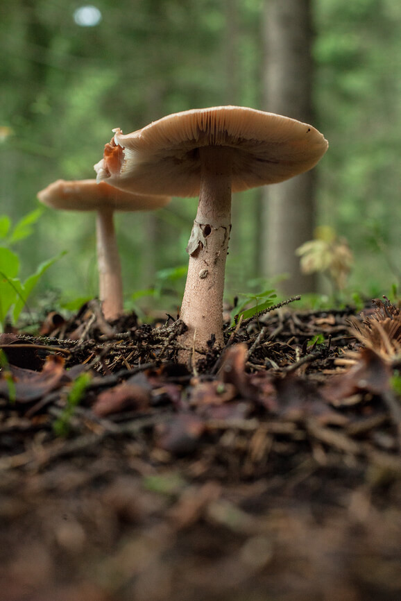 Filament Health And Psyence Announce Worldwide Licensing Agreement Of ...