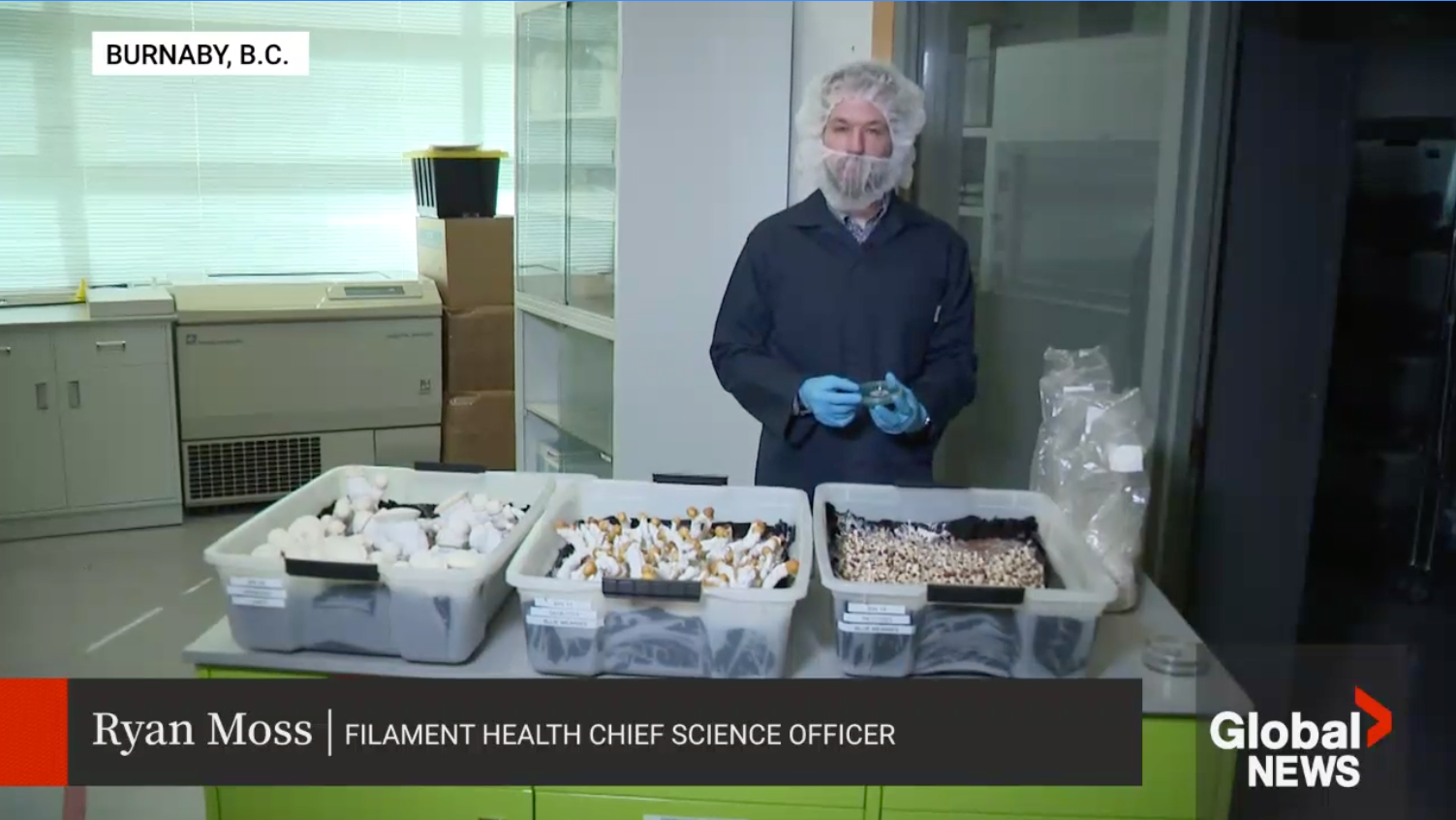 Growing magic mushrooms: Chief Science Officer at B.C. lab outlines ...