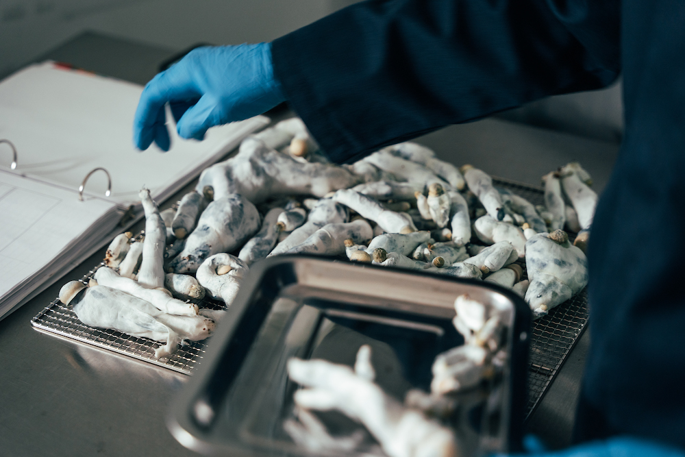 Filament Health Completes The First Export Of Botanical Psilocybin To ...