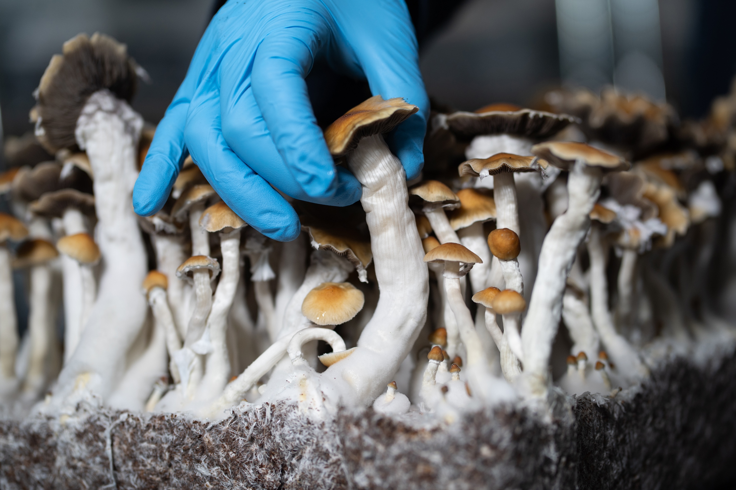 Filament Health | Psychedelic Medicines Naturally Derived