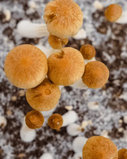 News | Filament Health | Psychedelic Medicines Naturally Derived