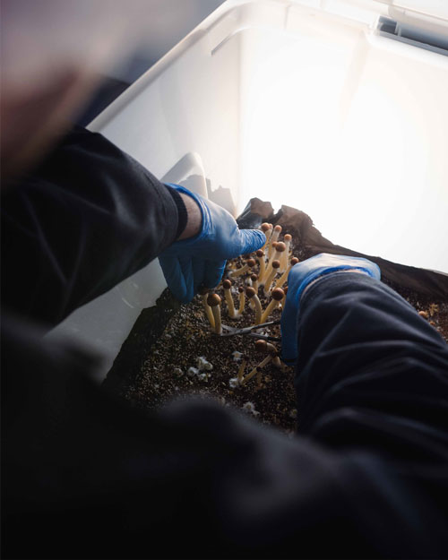 Drug Access & Clinical Trials | Filament Health | Psychedelic Medicines ...