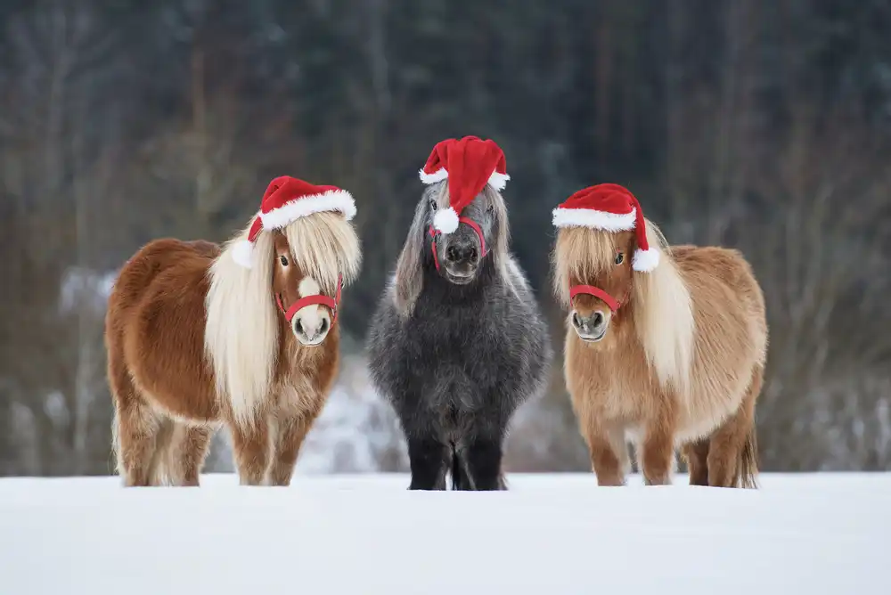 Ponyland Ranch: A Hidden Gem of All Things Small, Cute, and Cuddly