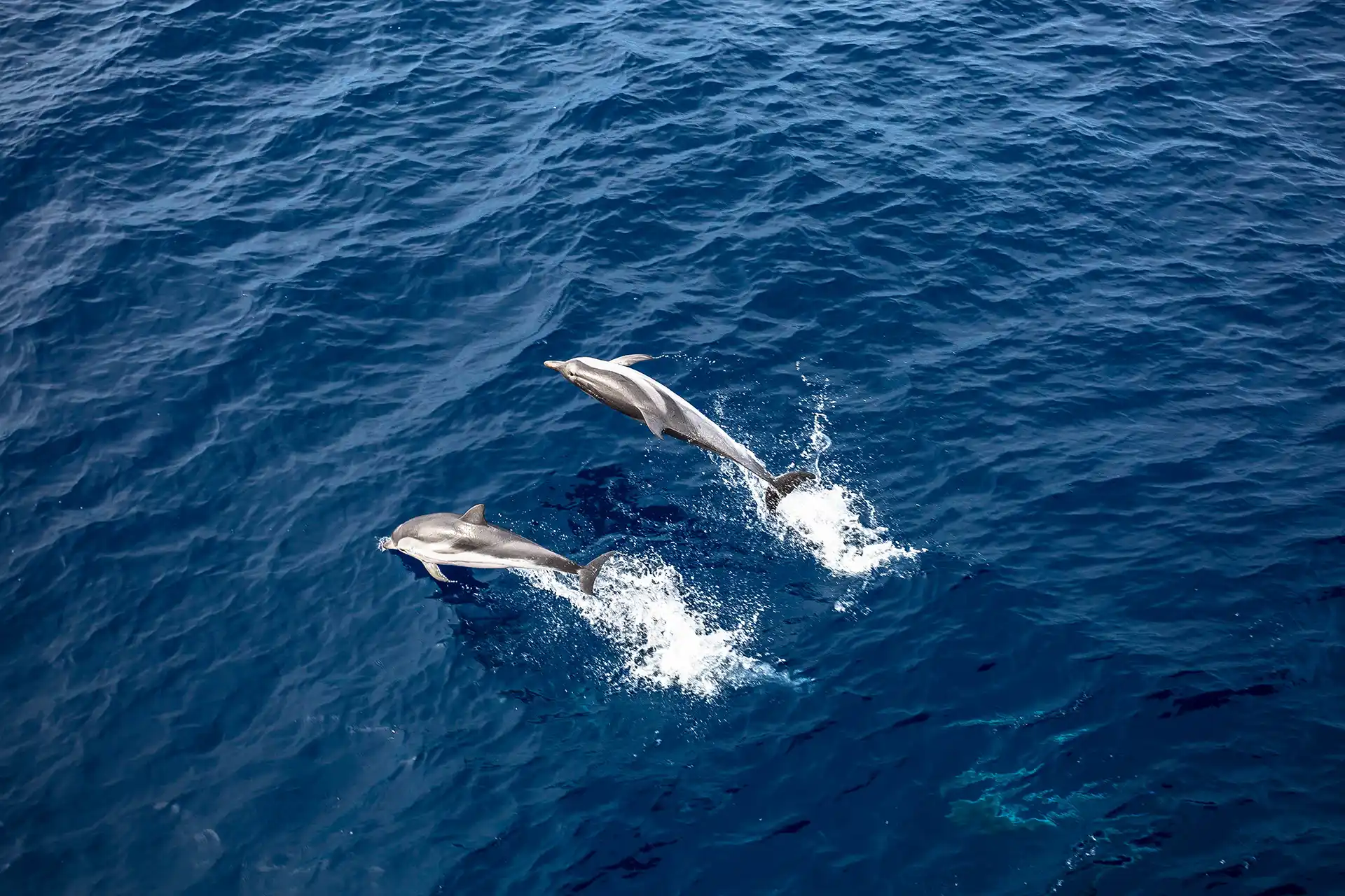 Sail off the Coast and Marvel at Wild Dolphins of Lošinj Archipelago