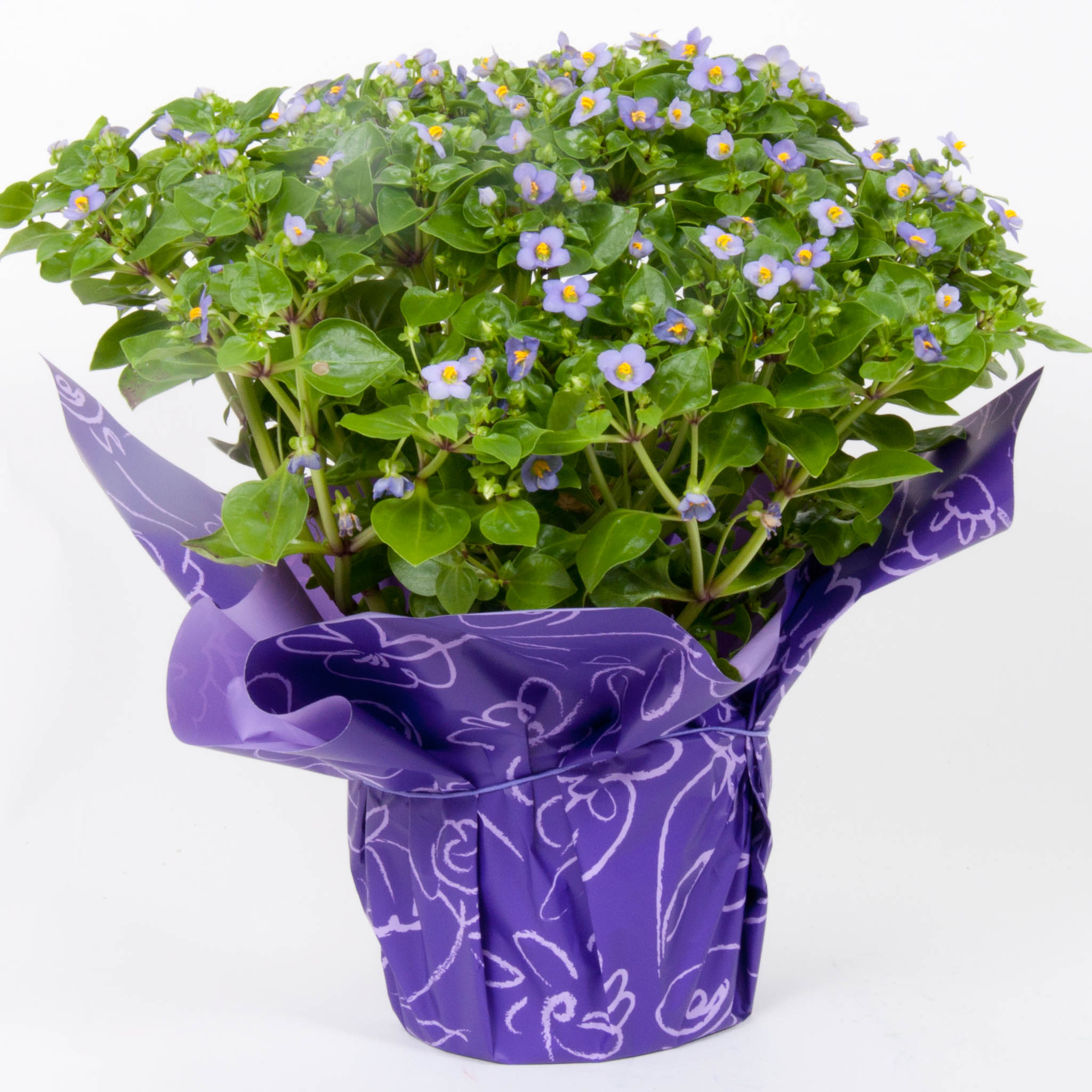 Chalk Flowers Mini-Collection | A-ROO Company