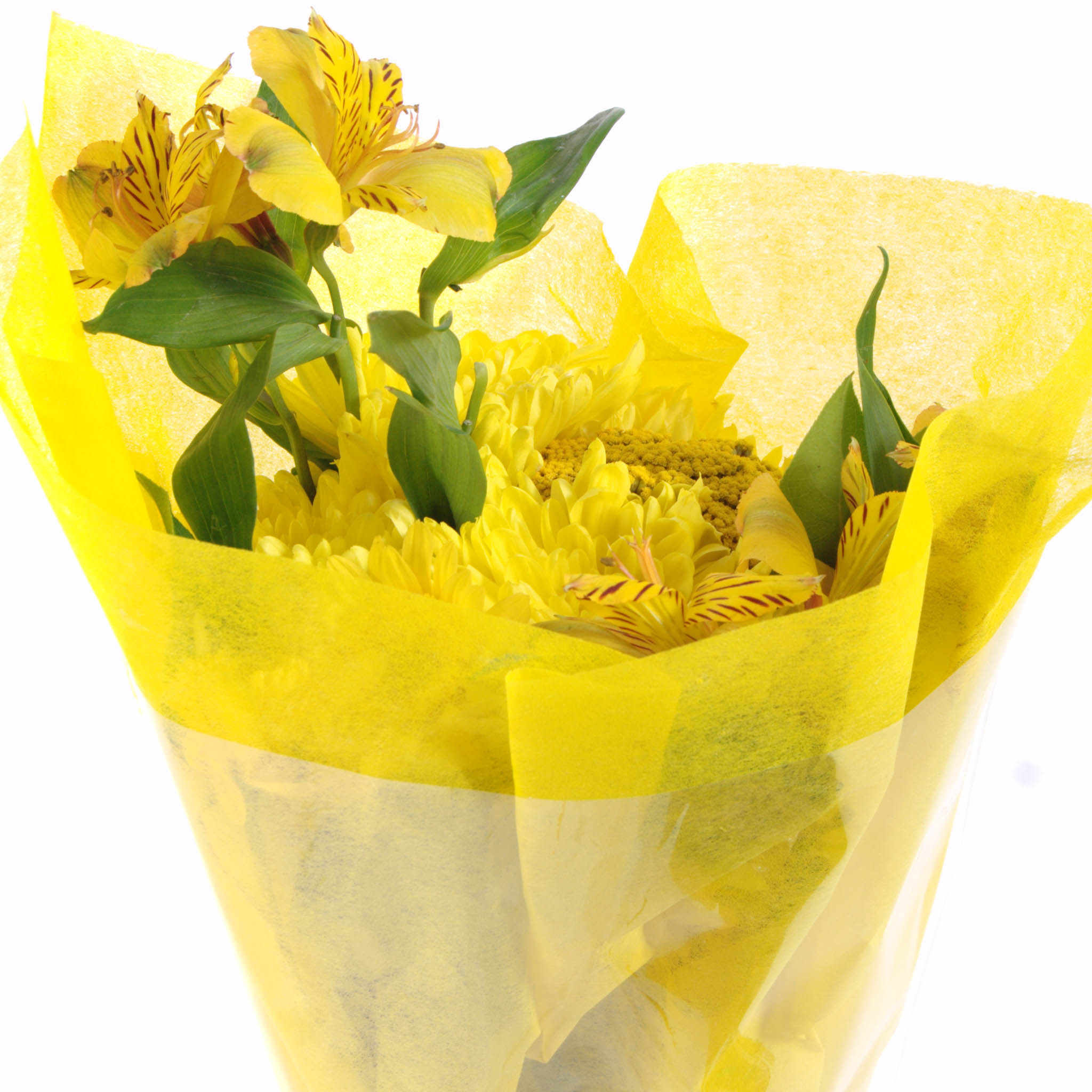 Fab Pet | A-ROO Company