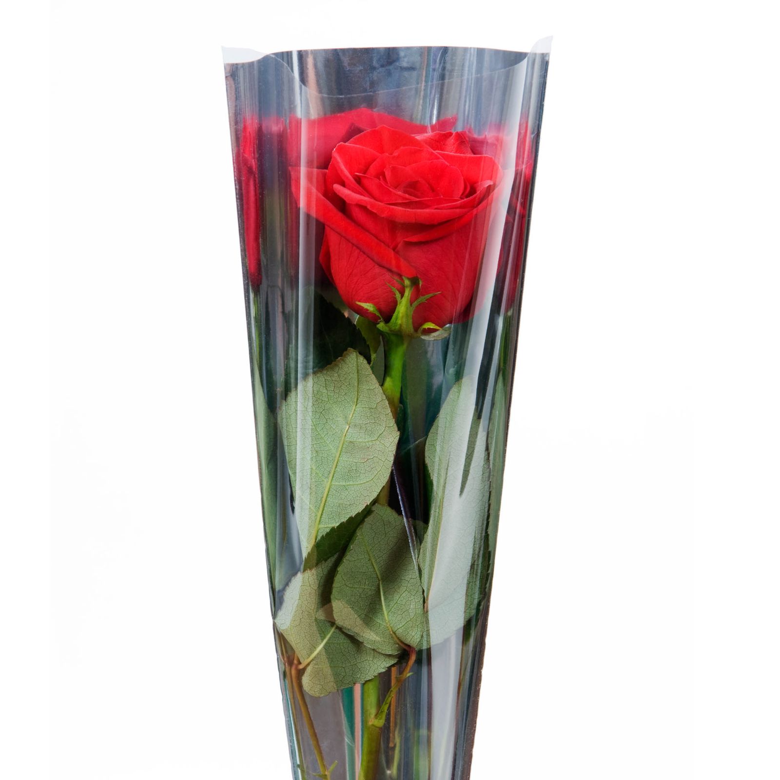 Single Rose Sleeve | A-ROO Company