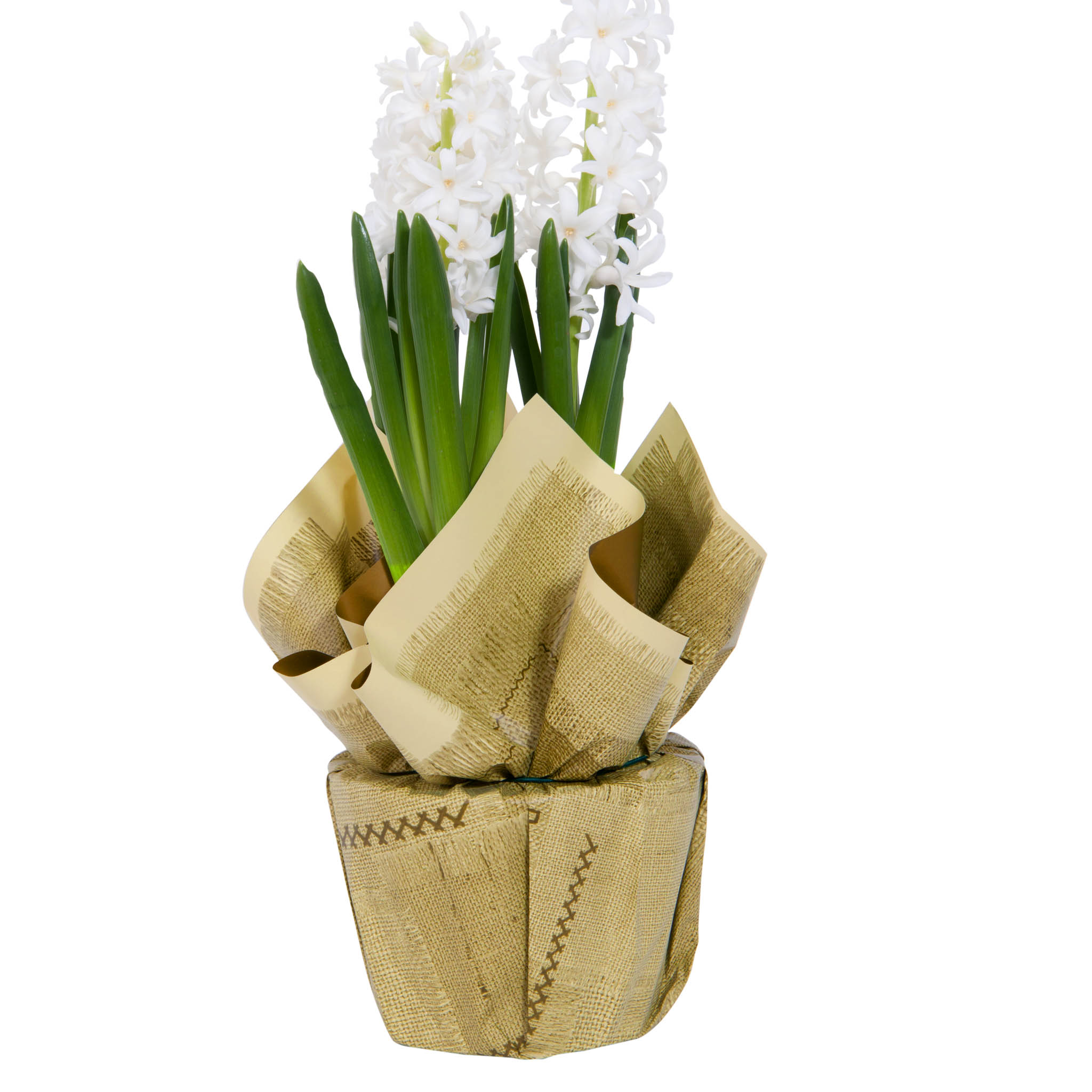 Sisalana | A-ROO Company