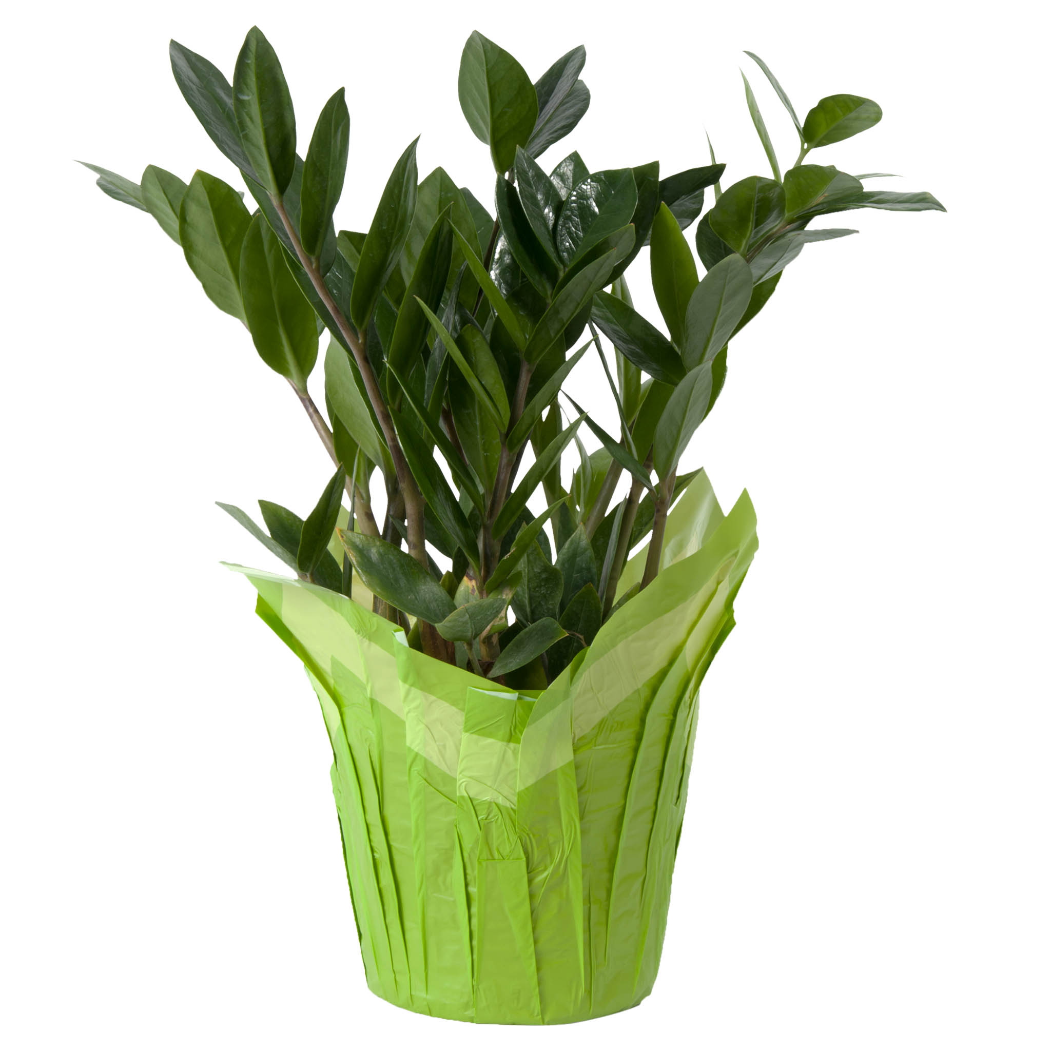 Hampton | A-ROO Company