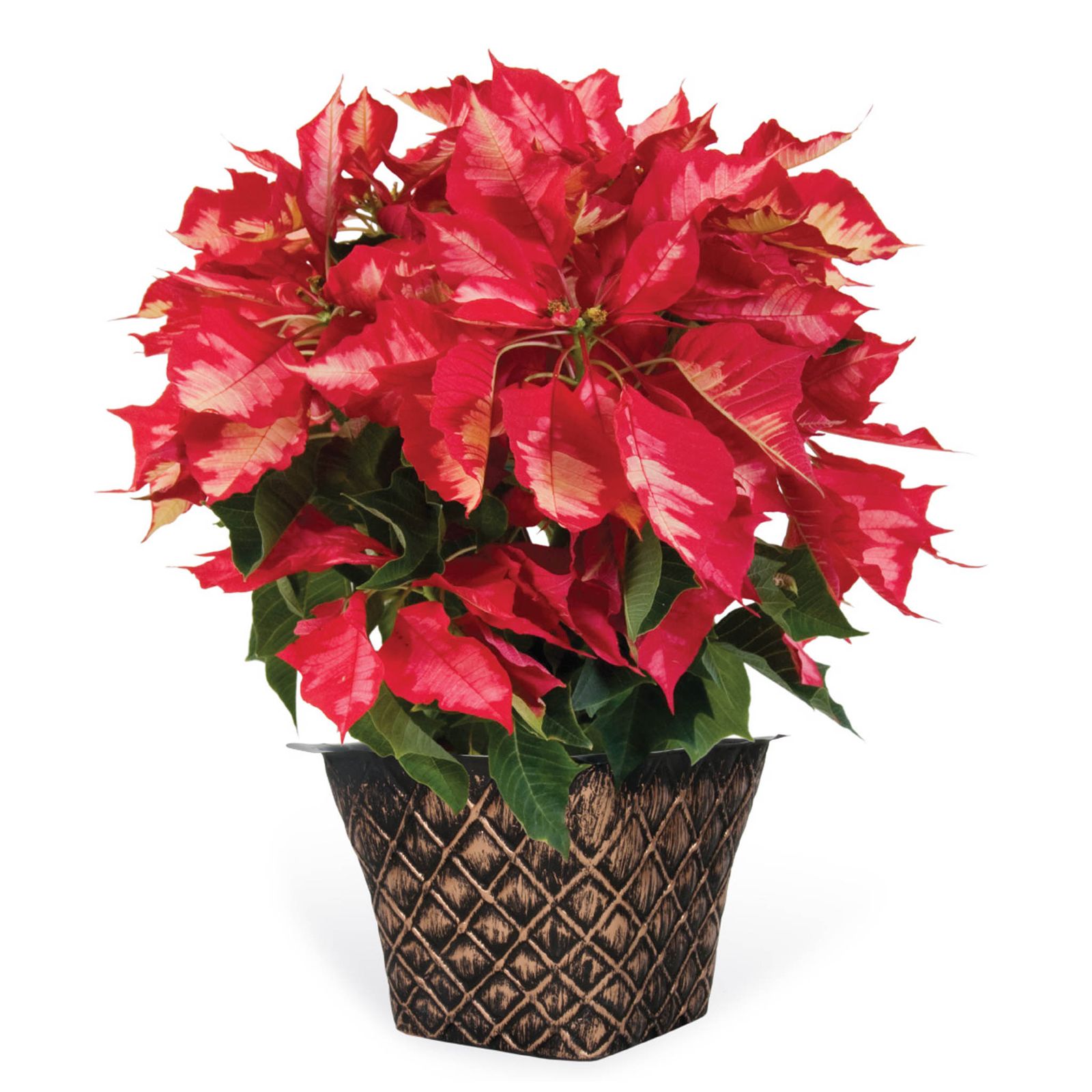 Pot Covers and Over Pots from A·ROO Company