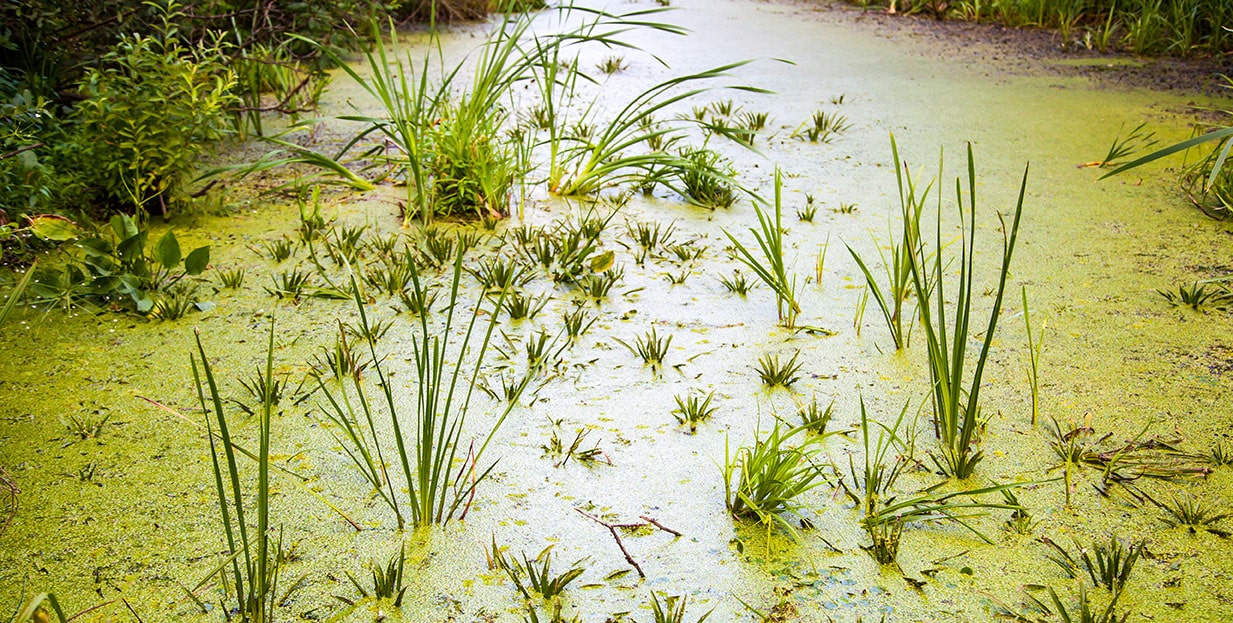 Optimize Your Data Swamp with Data Observability