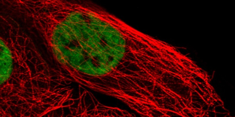 Eric and Wendy Schmidt Center | Researchers identify new regulators of ...