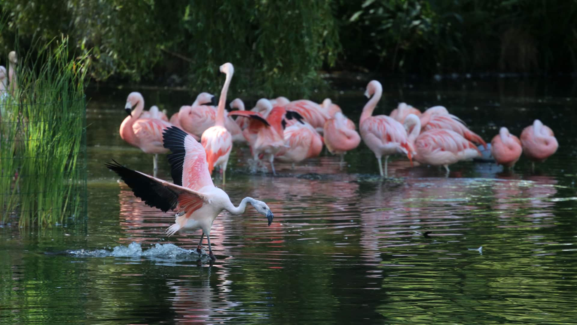 Artisplein - Secret Spots in Amsterdam