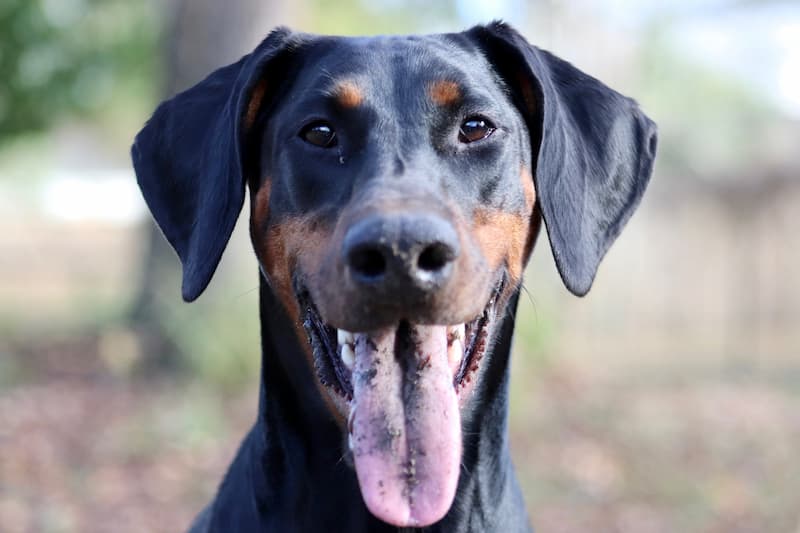 PepeDogs Boarding - Vacation & Play