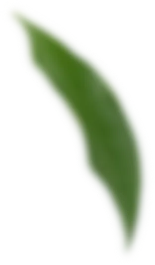 Premium Japanese Green Tea - Melbourne, Australia - teafy®