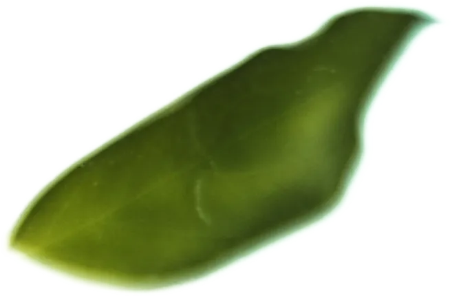 Premium Japanese Green Tea - Melbourne, Australia - teafy®