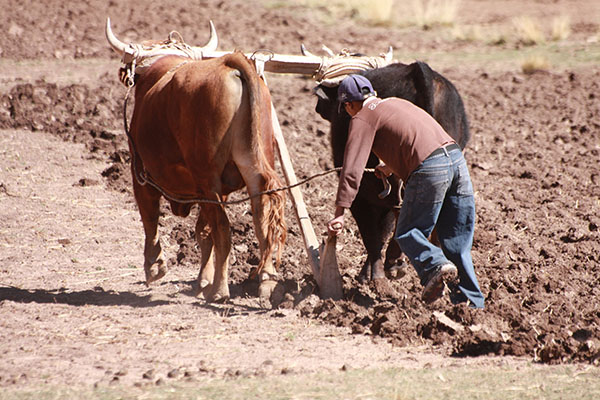 PLOUGH UP, SEED IN, FRUIT OUT!
