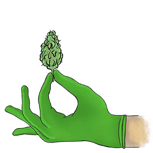 Woody Nelson | Rainbow Driver