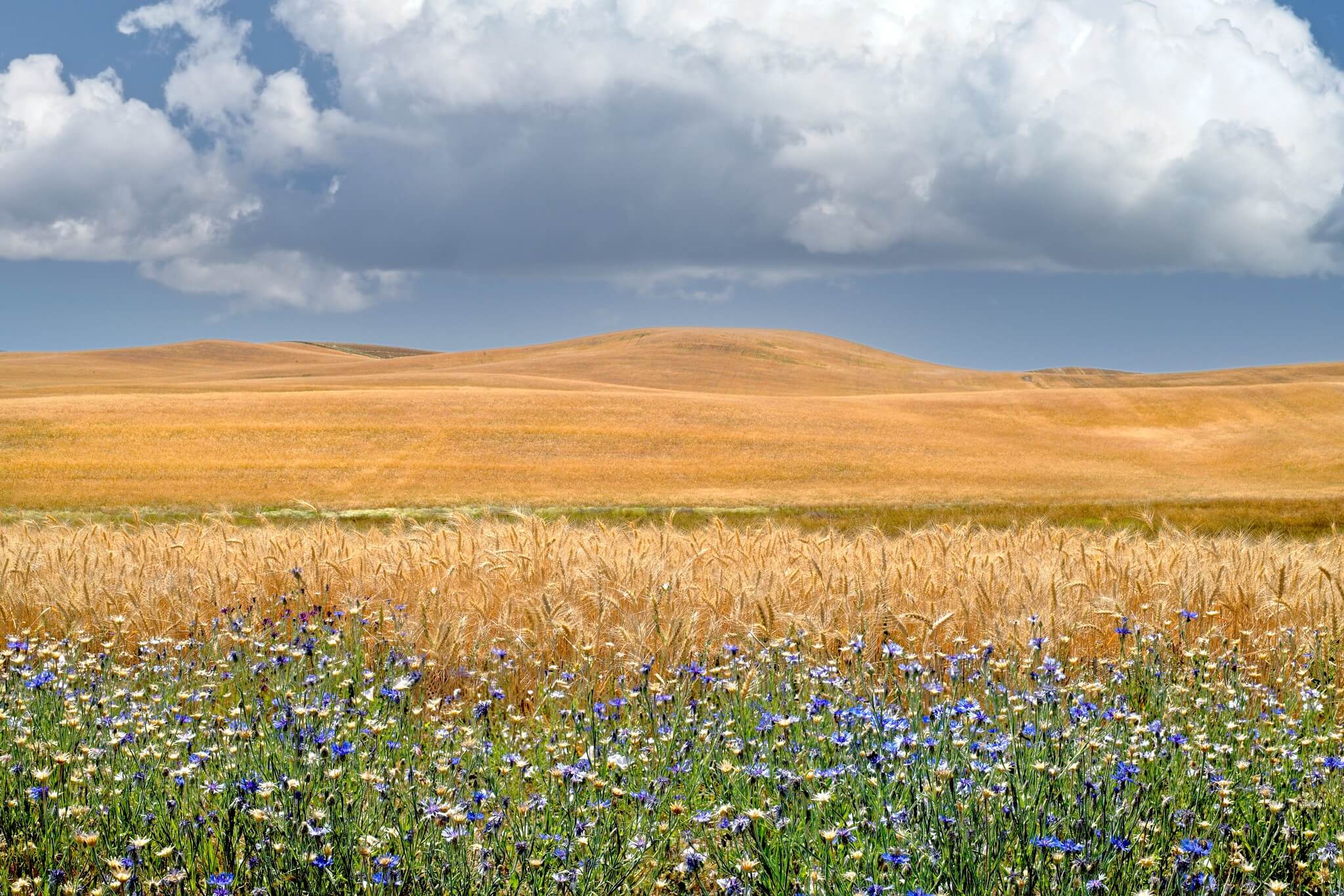 #22 Spangle, Washington