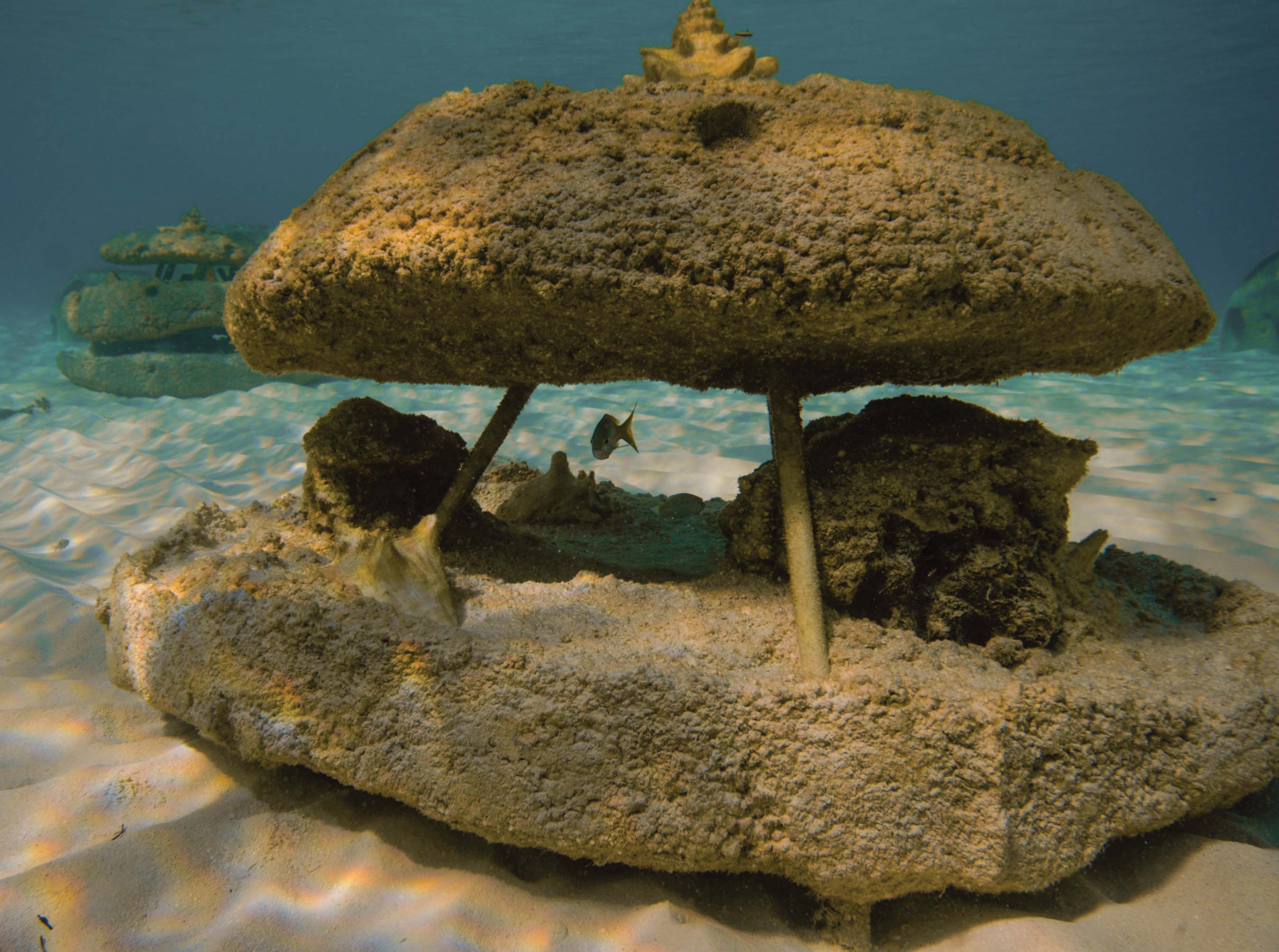 Cozying Up With Regenerative Coral Renderings