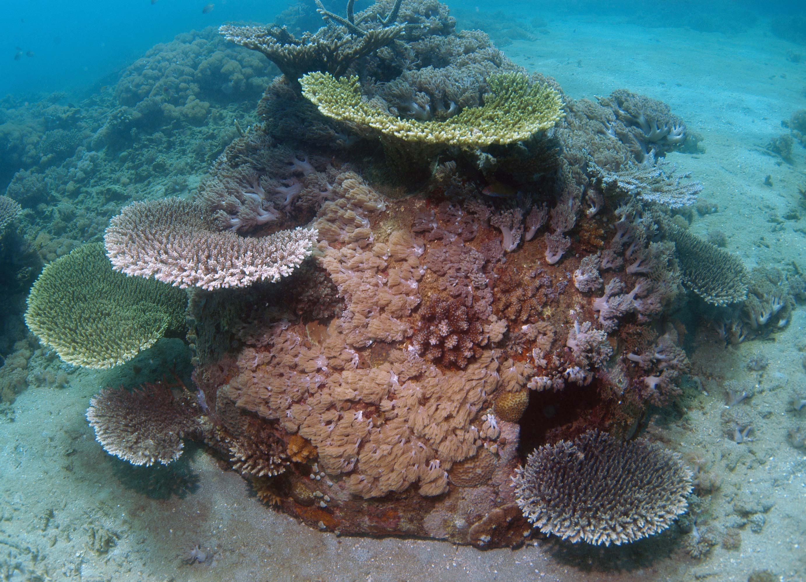 Cozying Up With Regenerative Coral Renderings