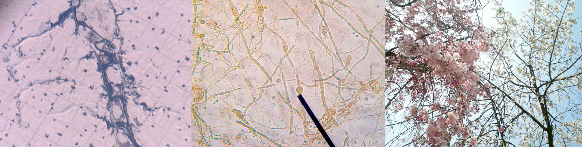 The Past is Always Tense, the Future Perfect