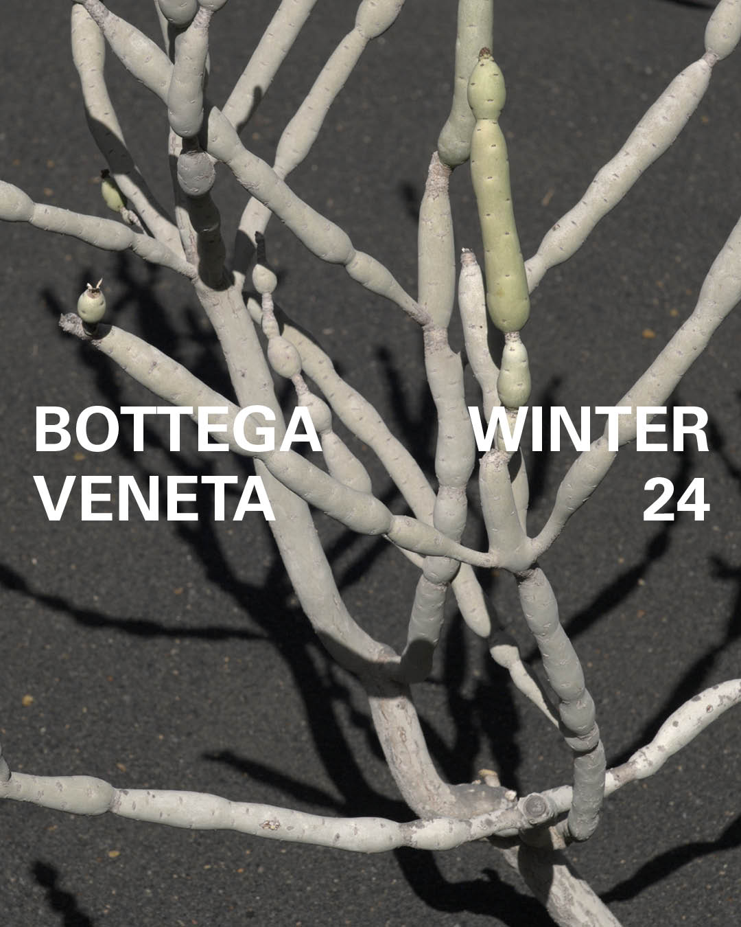 Bottega Veneta | Winter 24 Show Live Stream