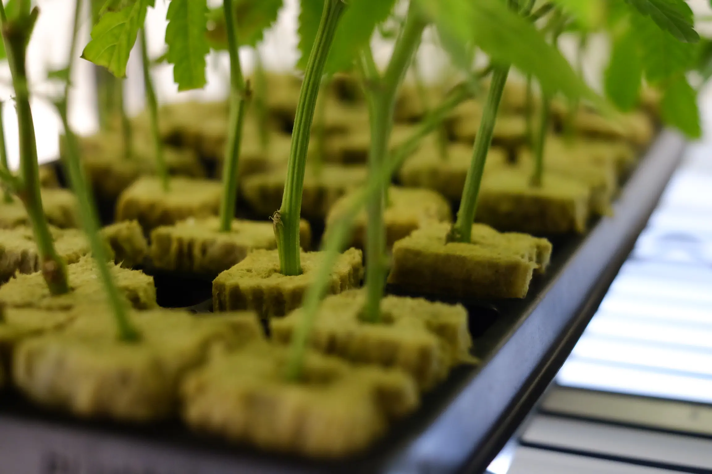 Mastering Strain Selection & Cloning | Montana Cannabis Cultivation