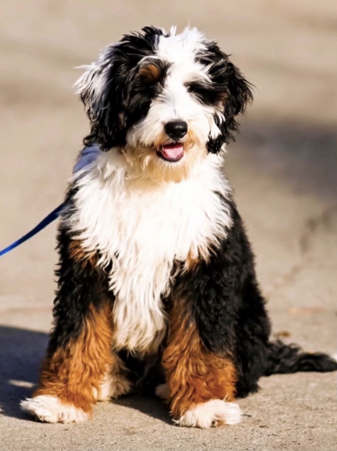 Our Parents - Two Doods Doodles Modesto, CA