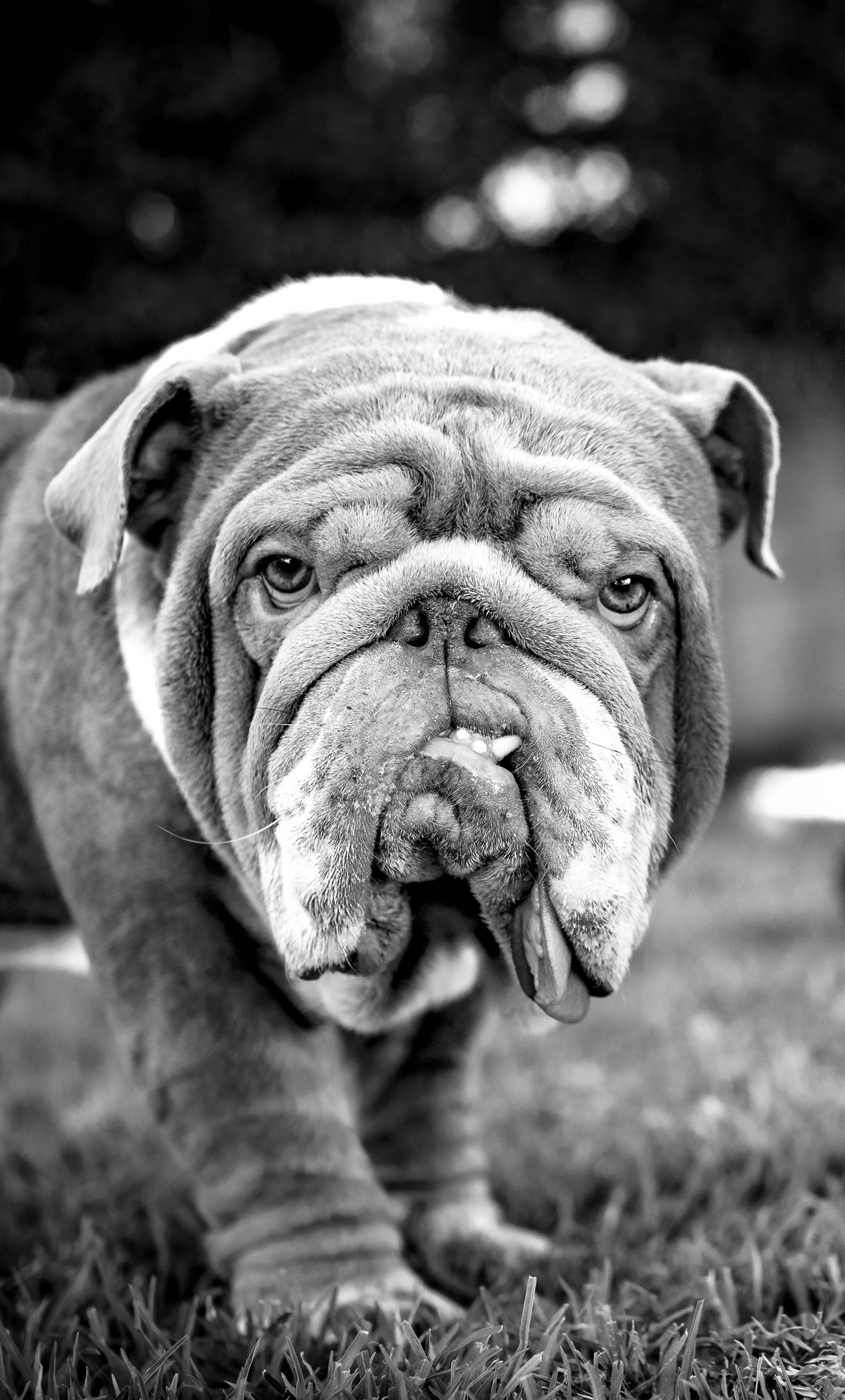 Adopt a Bulldog Rescue Today! | Roadogs.org