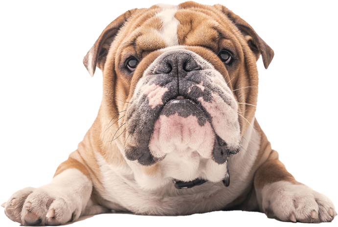 Adopt a Bulldog Rescue Today! | Roadogs.org