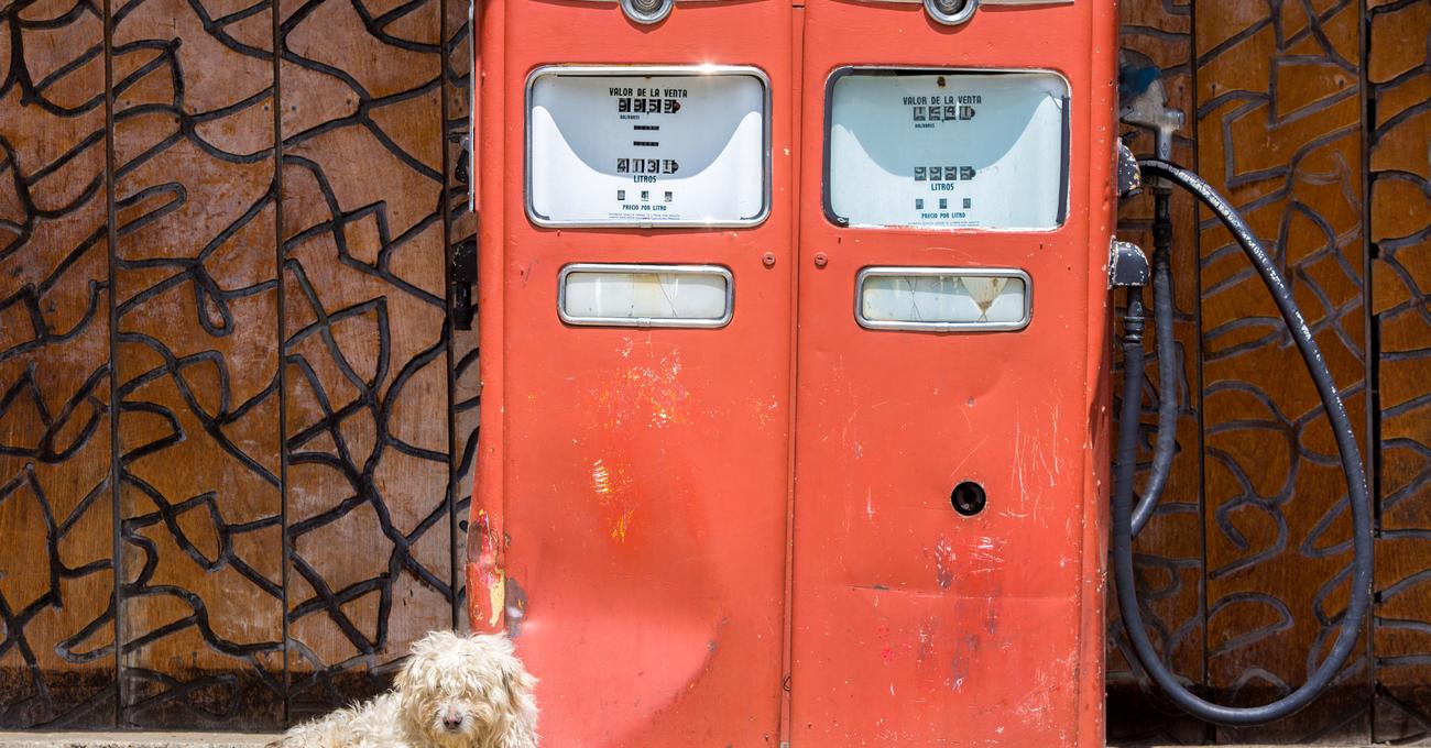 Are Dogs Allowed In Gas Stations? [Explained]