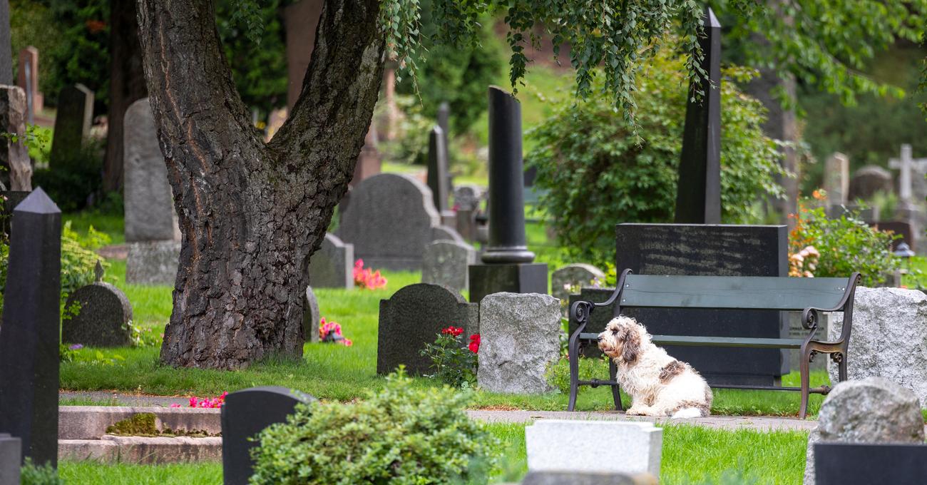 Are Dogs Allowed In Cemeteries? | Pet Friendly Verdict