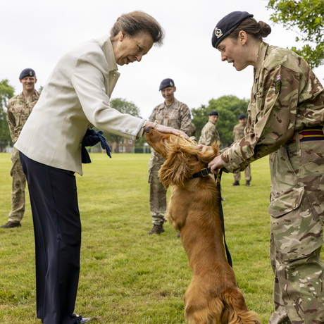 The Royal Army Veterinary Corps