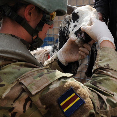 The Royal Army Veterinary Corps