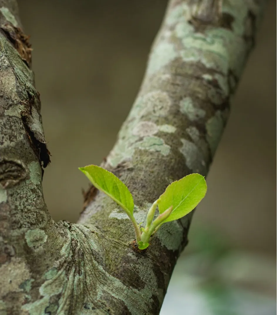 Addiction and Dual Diagnosis Treatment | Sequoia Behavioral Health