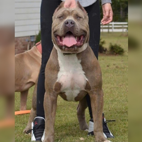 XL Bully Studs | Carolina Bullies