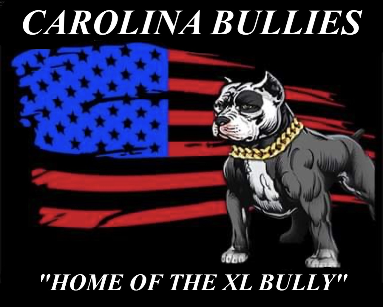 Carolina Bullies | American XL Bully Puppies and Studs